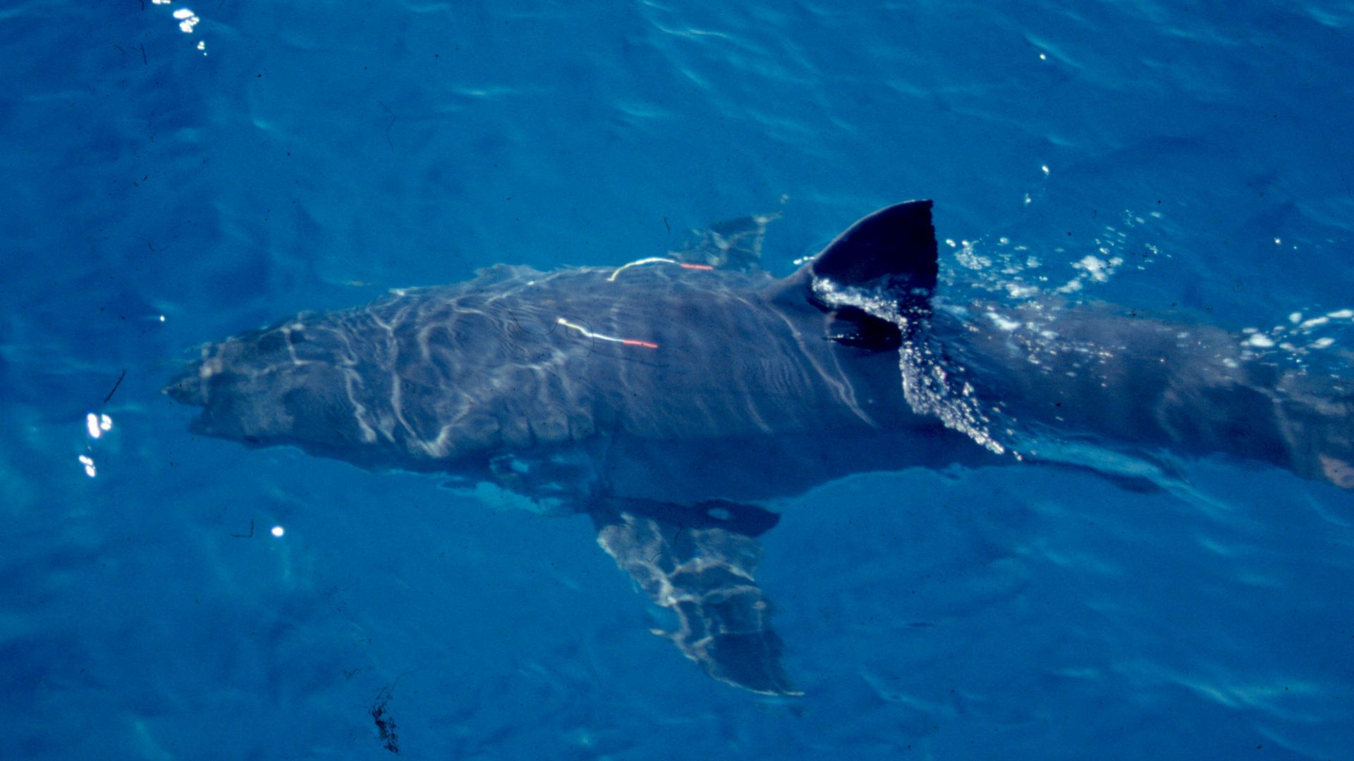 Calls for public assistance over mutilated marine animals at Louth Bay ...