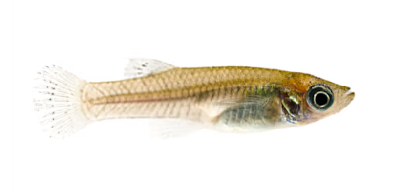 Mosquito fish - PIRSA