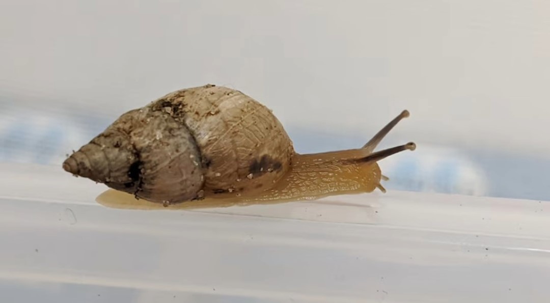 Ghost or Peanut snail - PIRSA