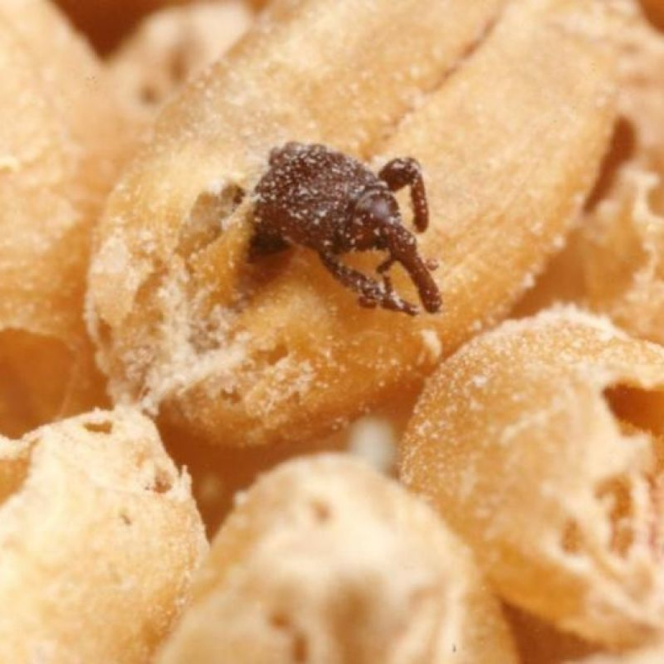 Common pests at harvest and stored-grain management - PIRSA