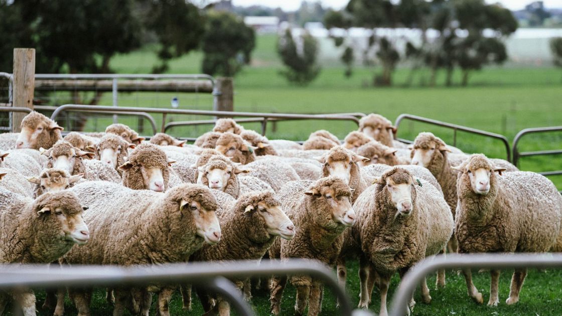 Sheep producer eID workshops for productivity and profitabability ...