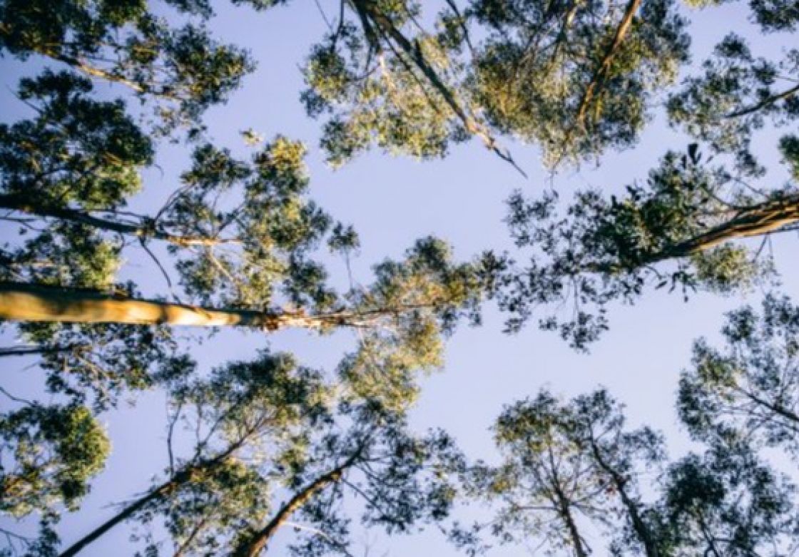 Building works commence for South Australia’s Forestry Centre of ...
