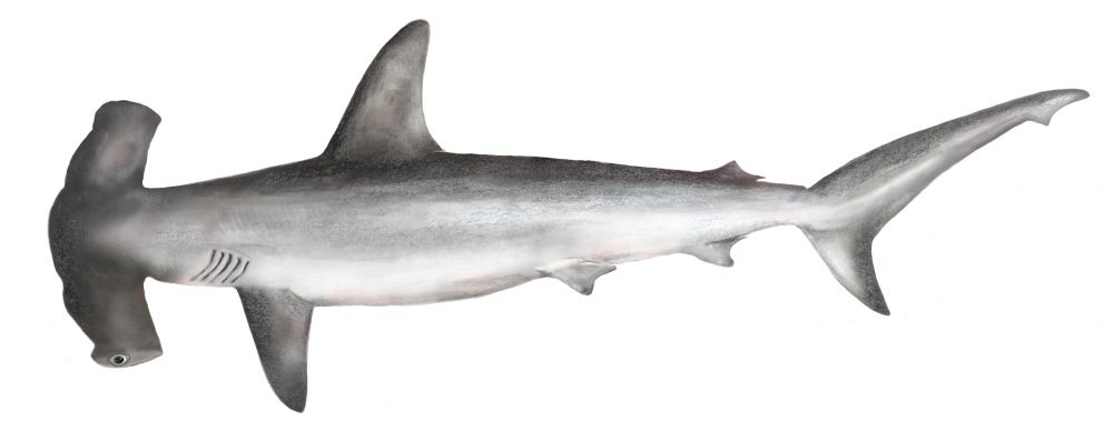 Smooth Hammerhead - PIRSA