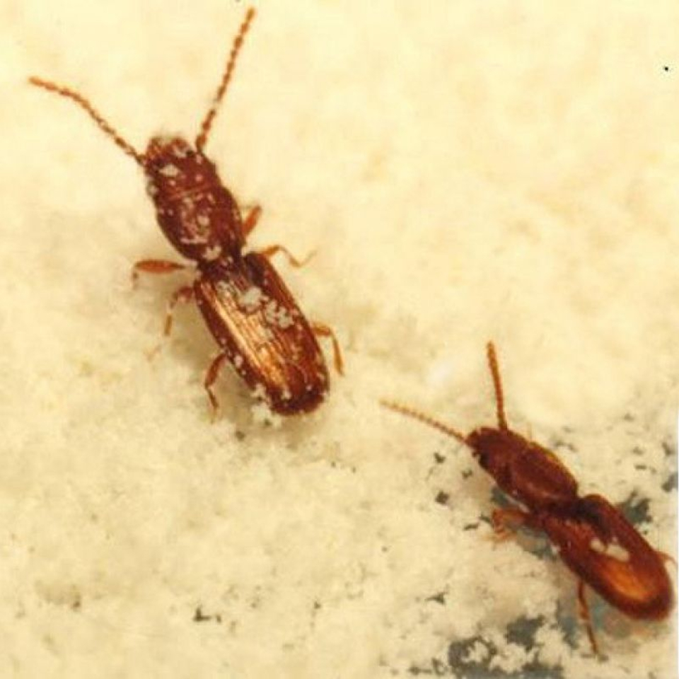 Common pests at harvest and stored-grain management - PIRSA
