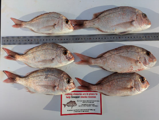 Gill-ty fisher pays the price for targeting protected species - PIRSA